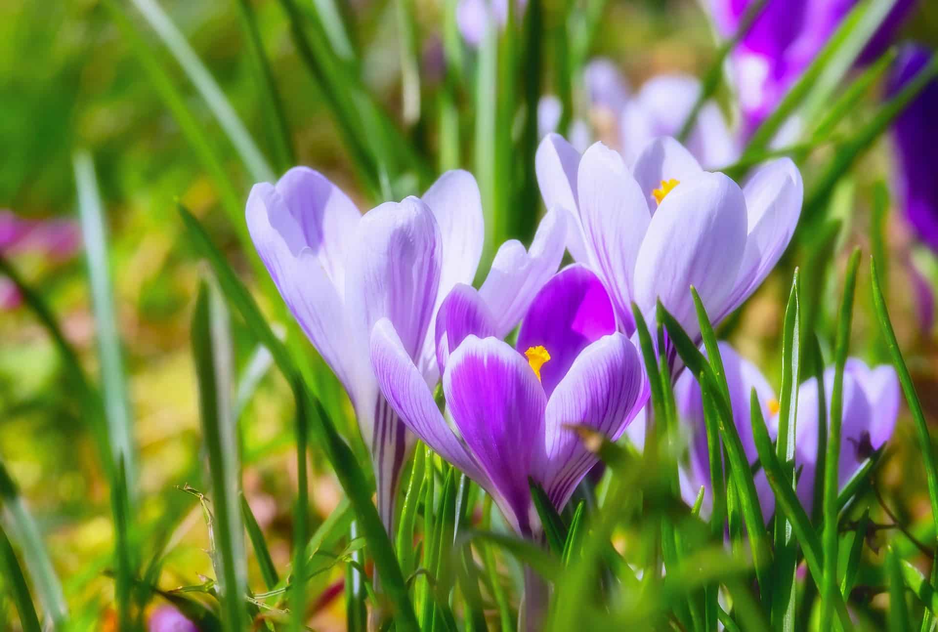 Les conseils et tutoriels pour prendre soin du Crocus - Jardin23