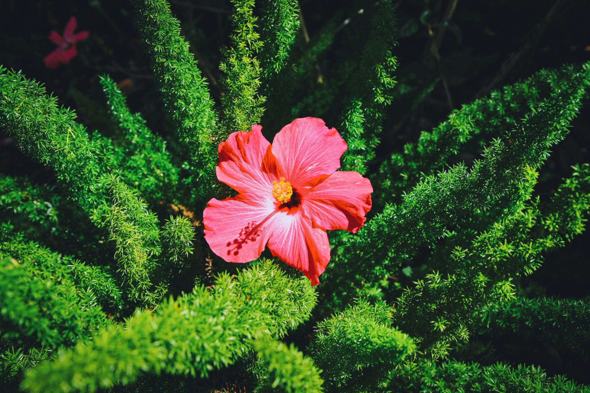 Les conseils et tutoriels pour prendre soin de l'Hibiscus - Jardin23